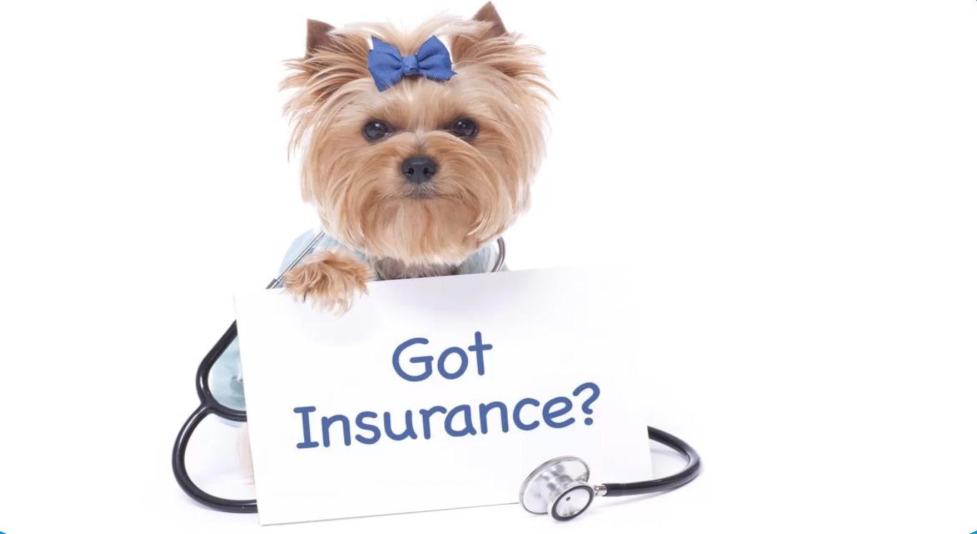 Guide to Pet Insurance Trials: Protecting Your Furry Friends