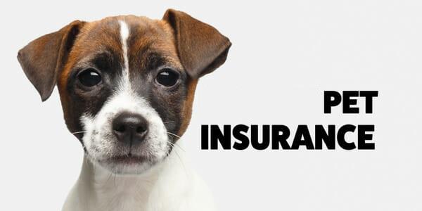Guide to Pet Insurance Trials: Protecting Your Furry Friends